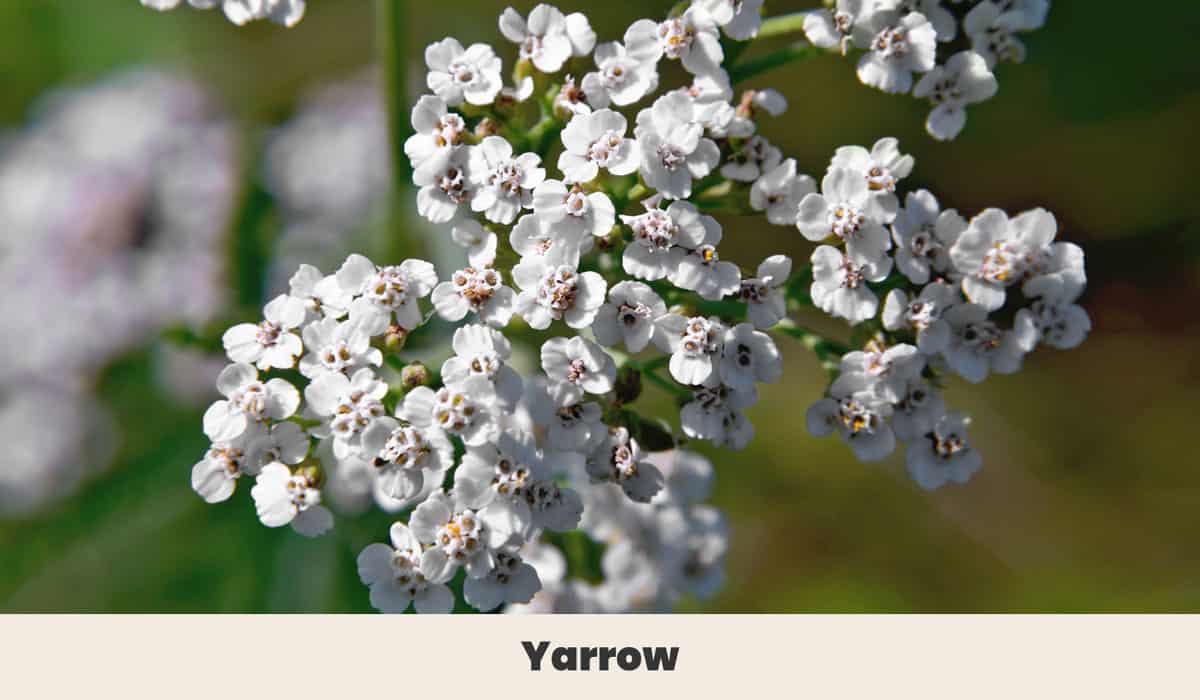 11 Weeds With White Flowers + Pictures and Growing Guides