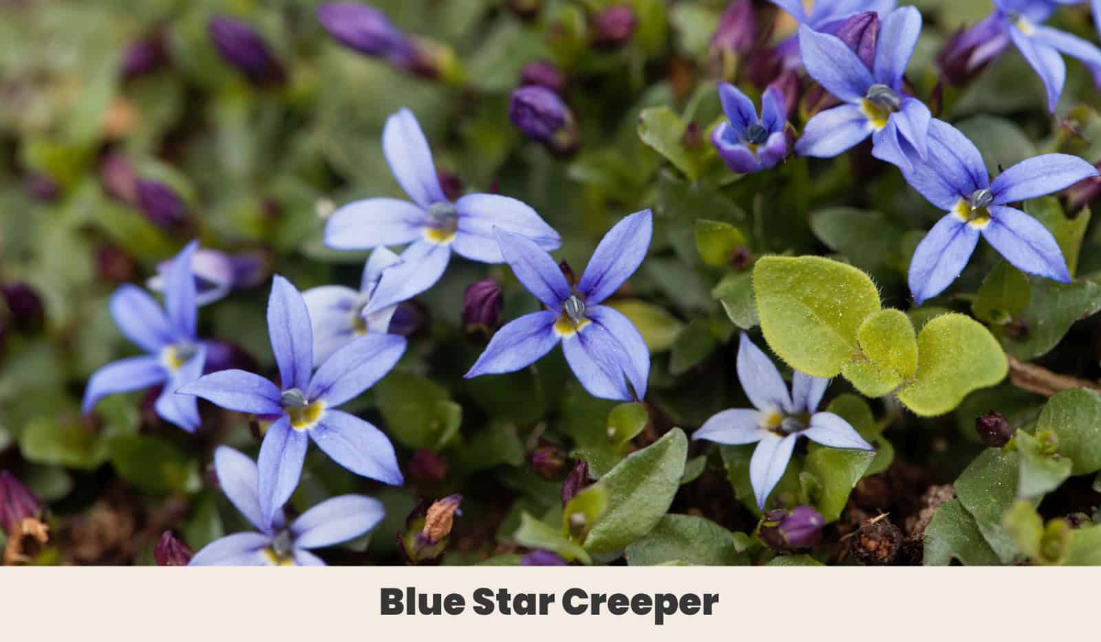 11 Full-Sun Flowering Ground Covers That Will Creep Across