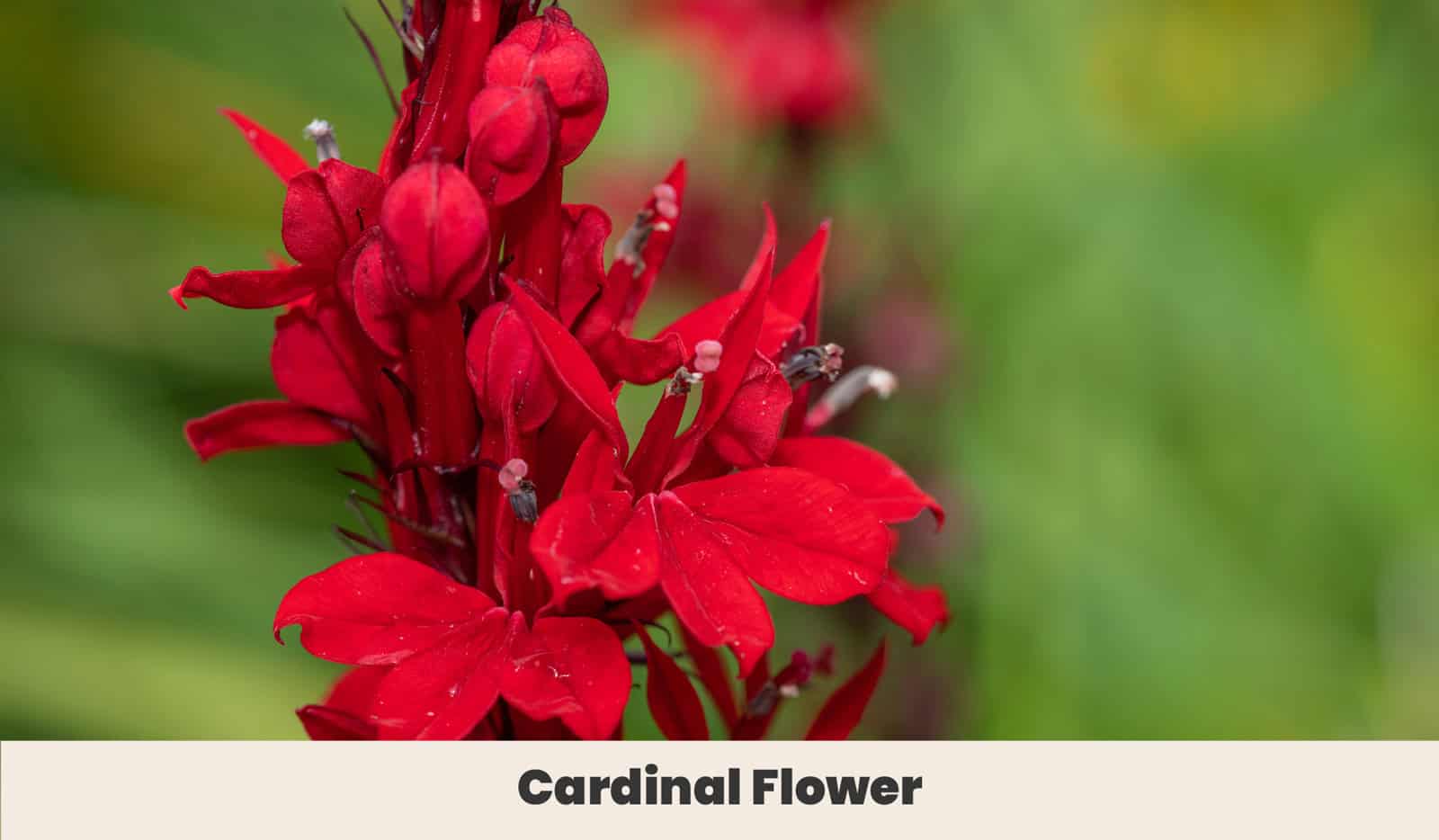 11 Stunning Red Flower Perennials That Bloom All Summer