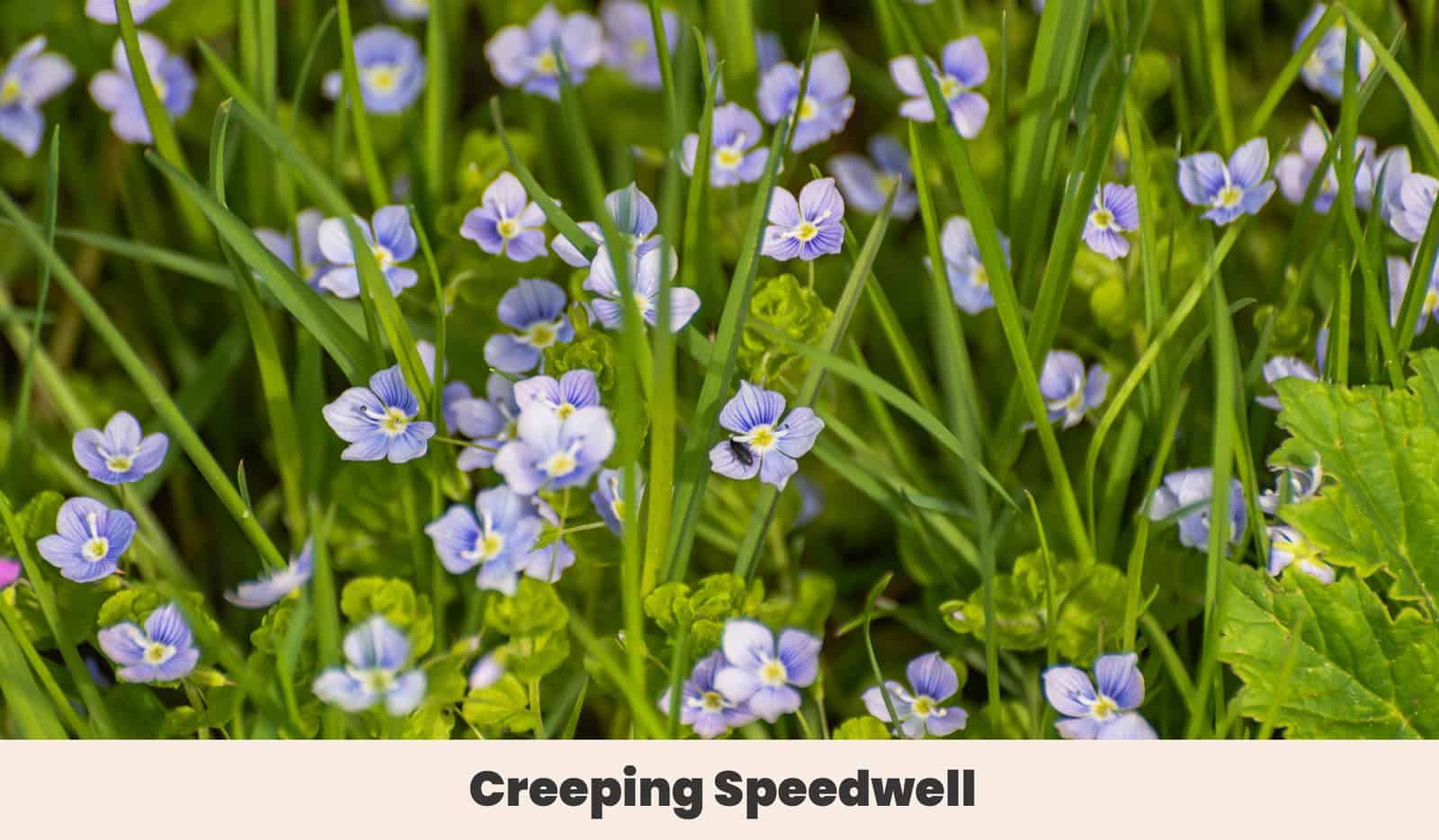 11 Full-Sun Flowering Ground Covers That Will Creep Across