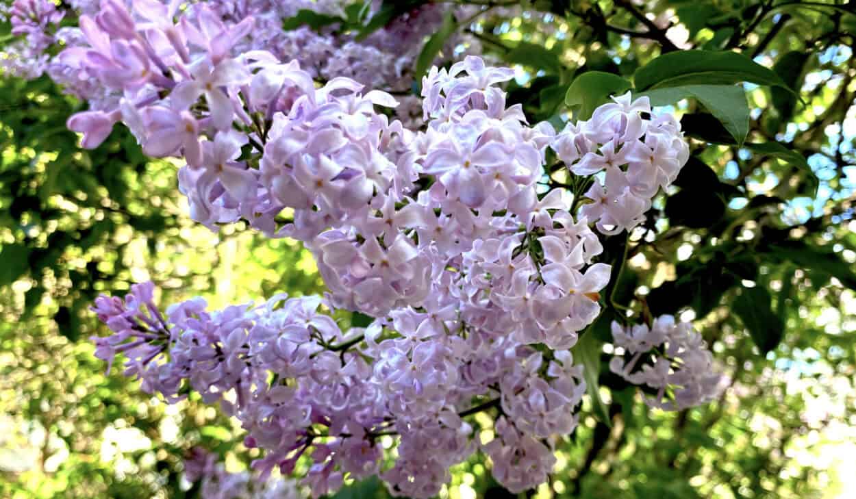12 Beautiful Purple Flowering Trees For Your Garden
