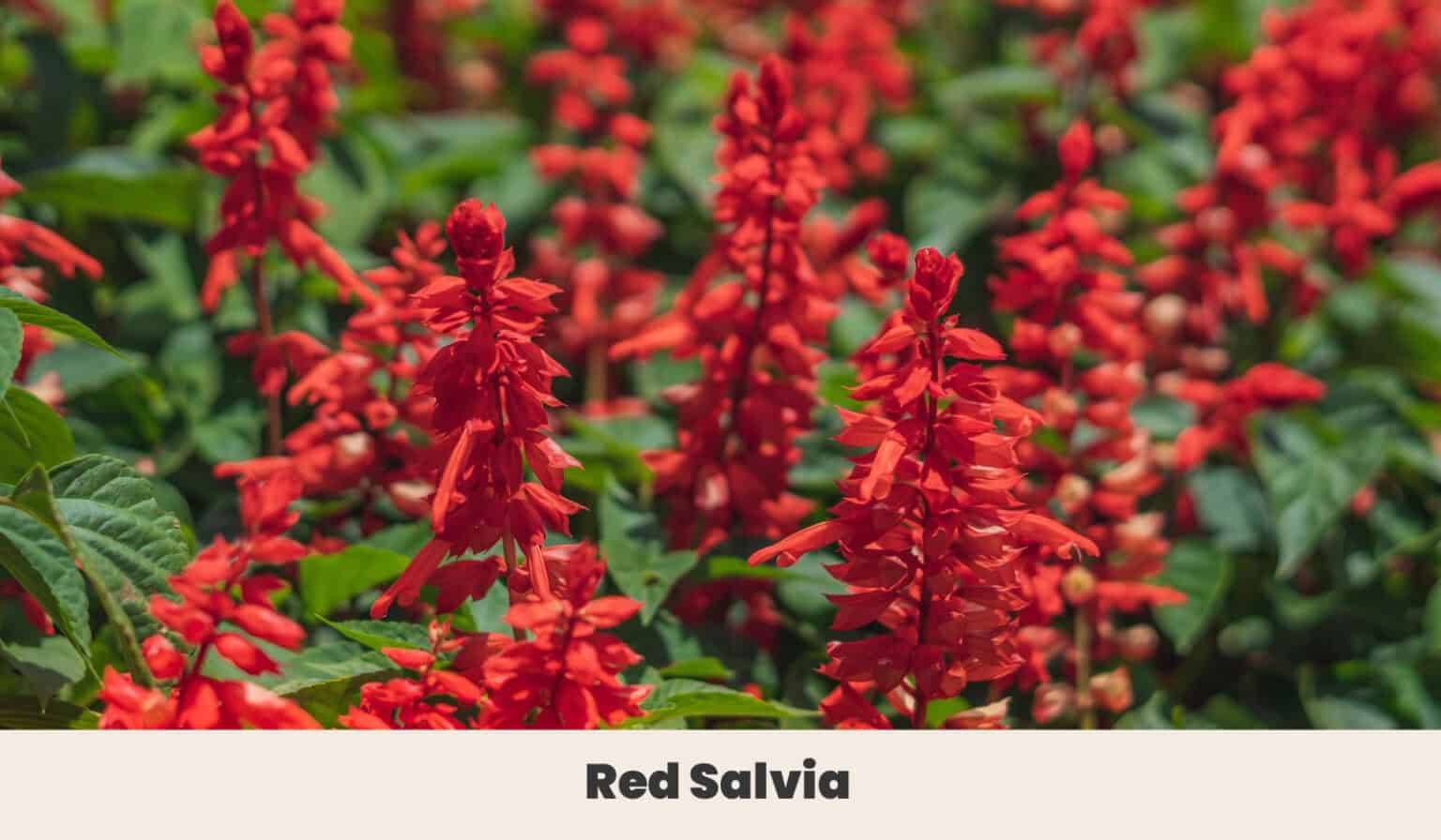 11 Stunning Red Flower Perennials That Bloom All Summer