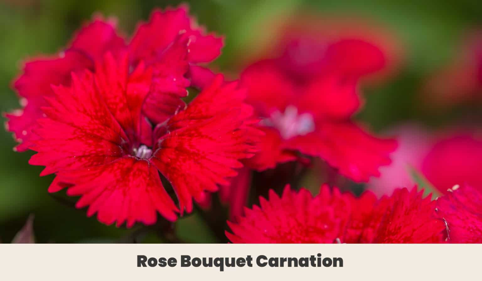 11 Stunning Red Flower Perennials That Bloom All Summer