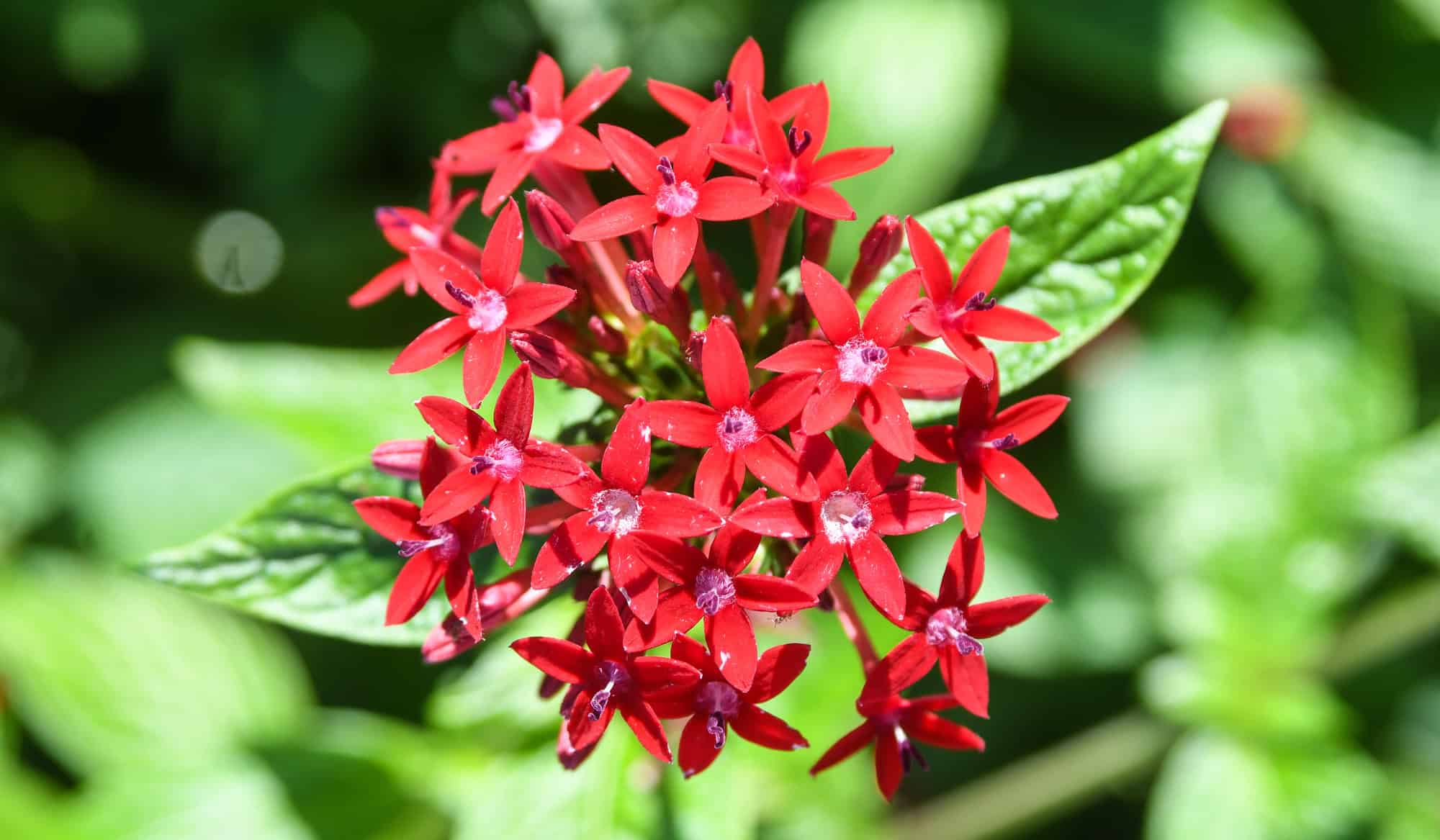 Discover 20+ Star-Shaped Flowers That Will Illuminate Your Garden 2023