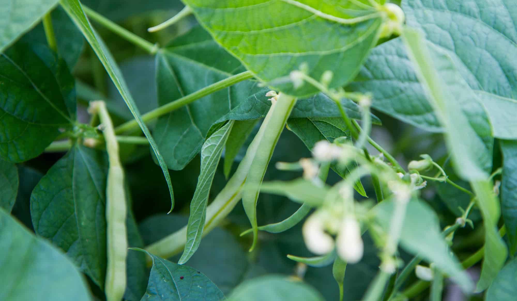 How To Grow Bush Beans Hydroponically at Caitlin Grimmett blog