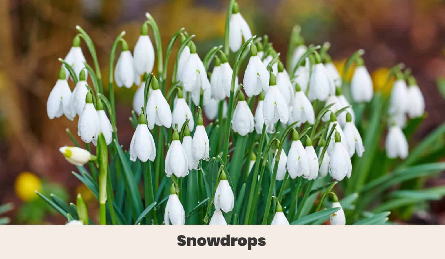15 White Flowering Perennials For Elegant Gardens + Charts