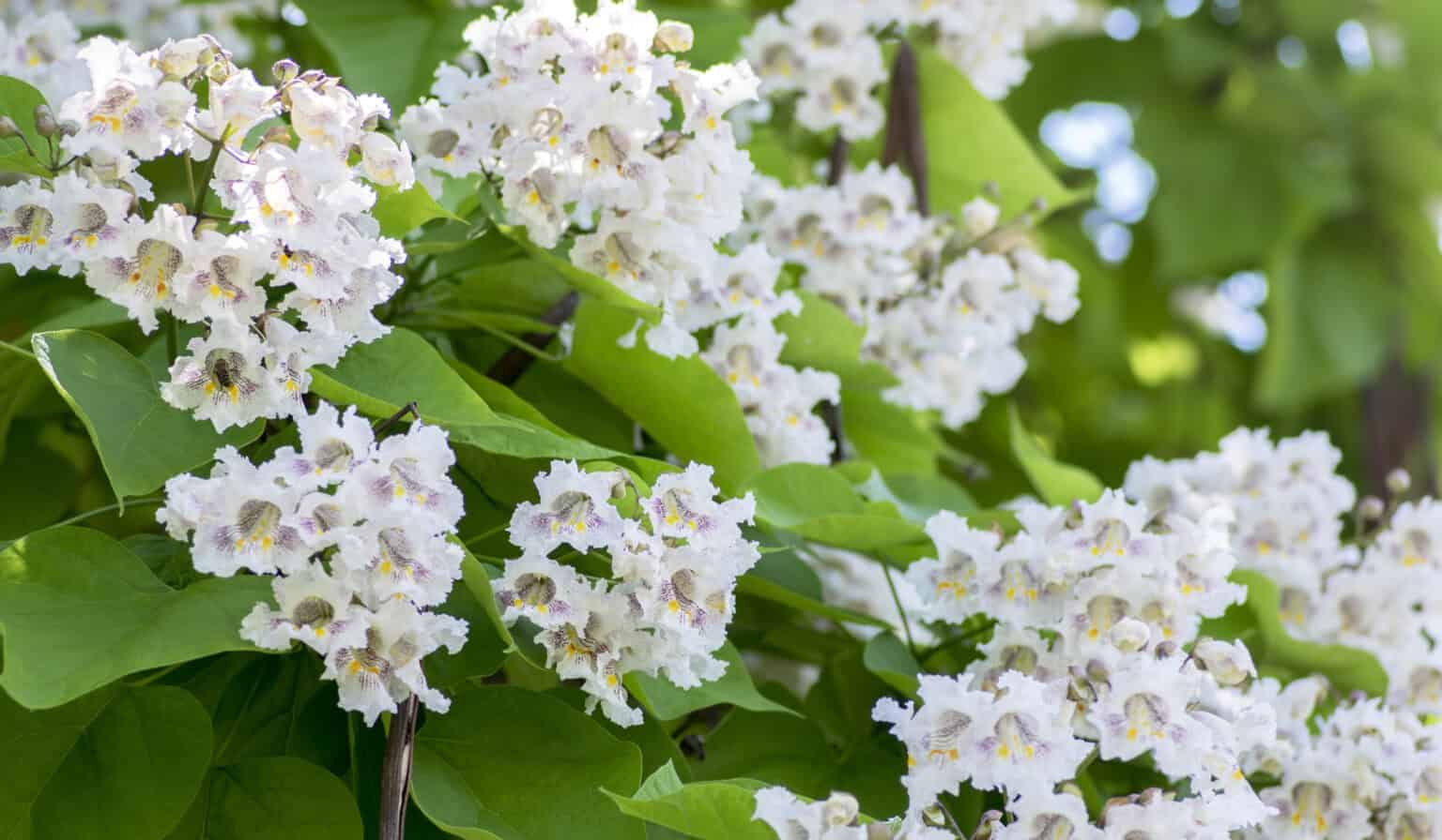 12 White Flowering Trees + Growing Guide Charts