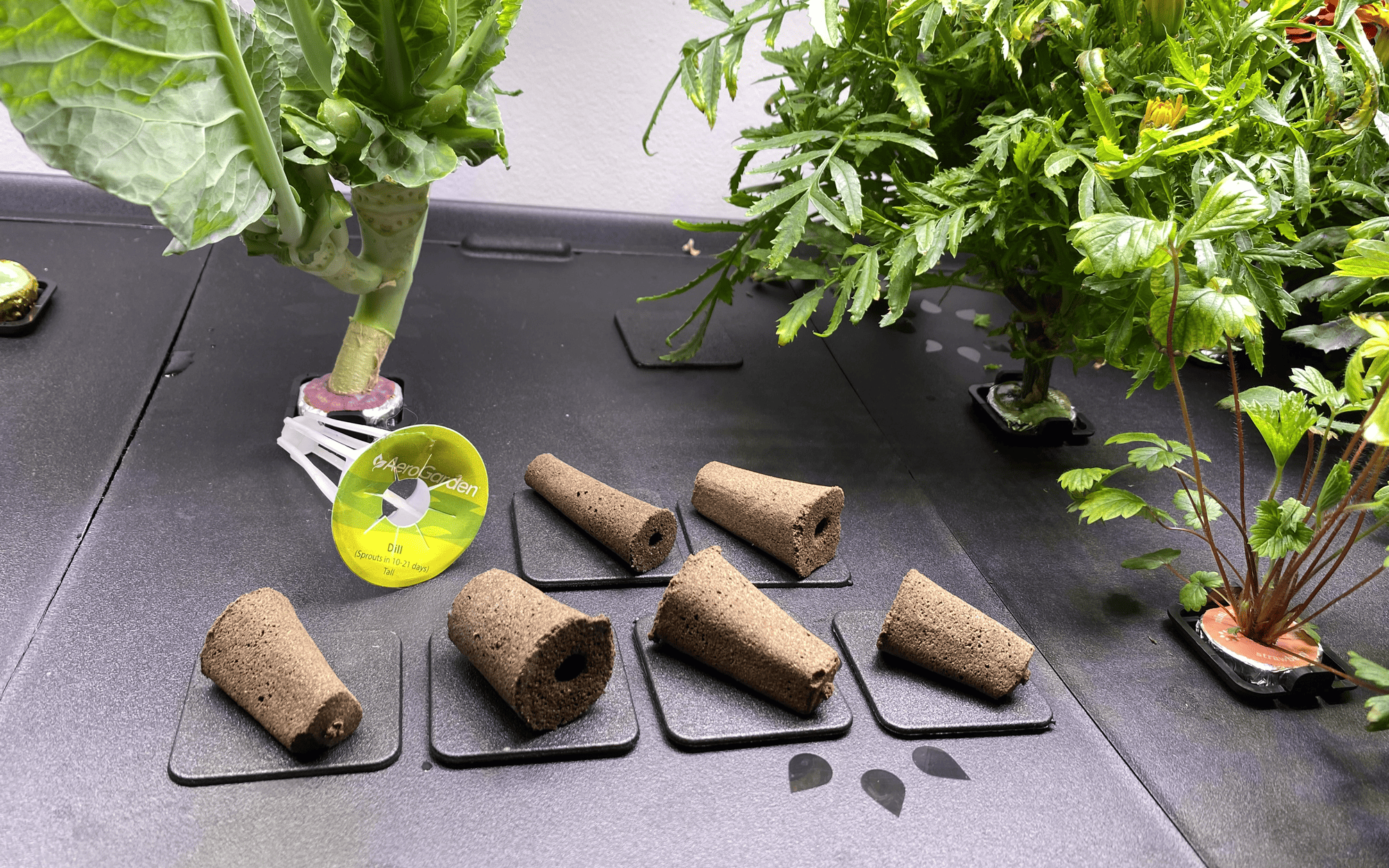 The Secret To Growing Hydroponic Beans: A Complete Guide