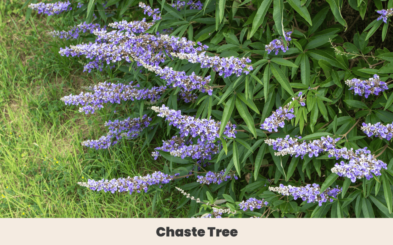 10 Blue Flowering Trees + Growing Guide Charts For Your Zone ...