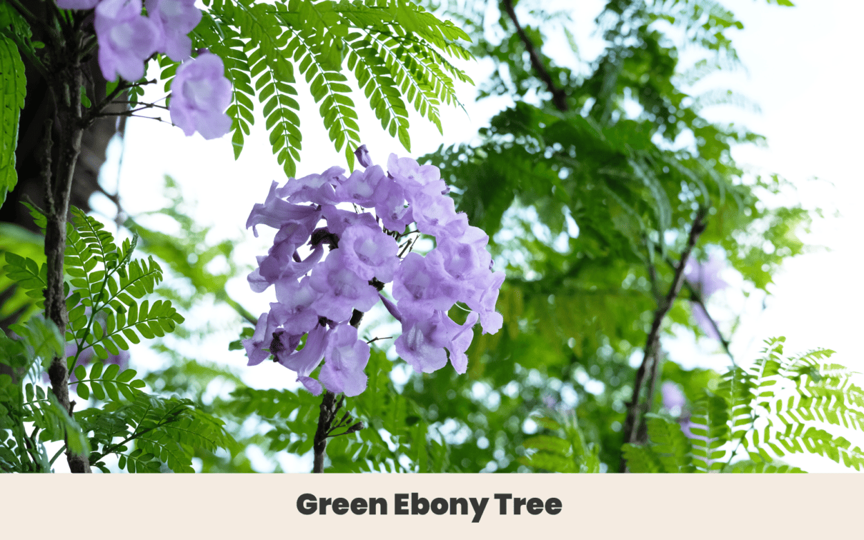 10 Blue Flowering Trees + Growing Guide Charts For Your Zone