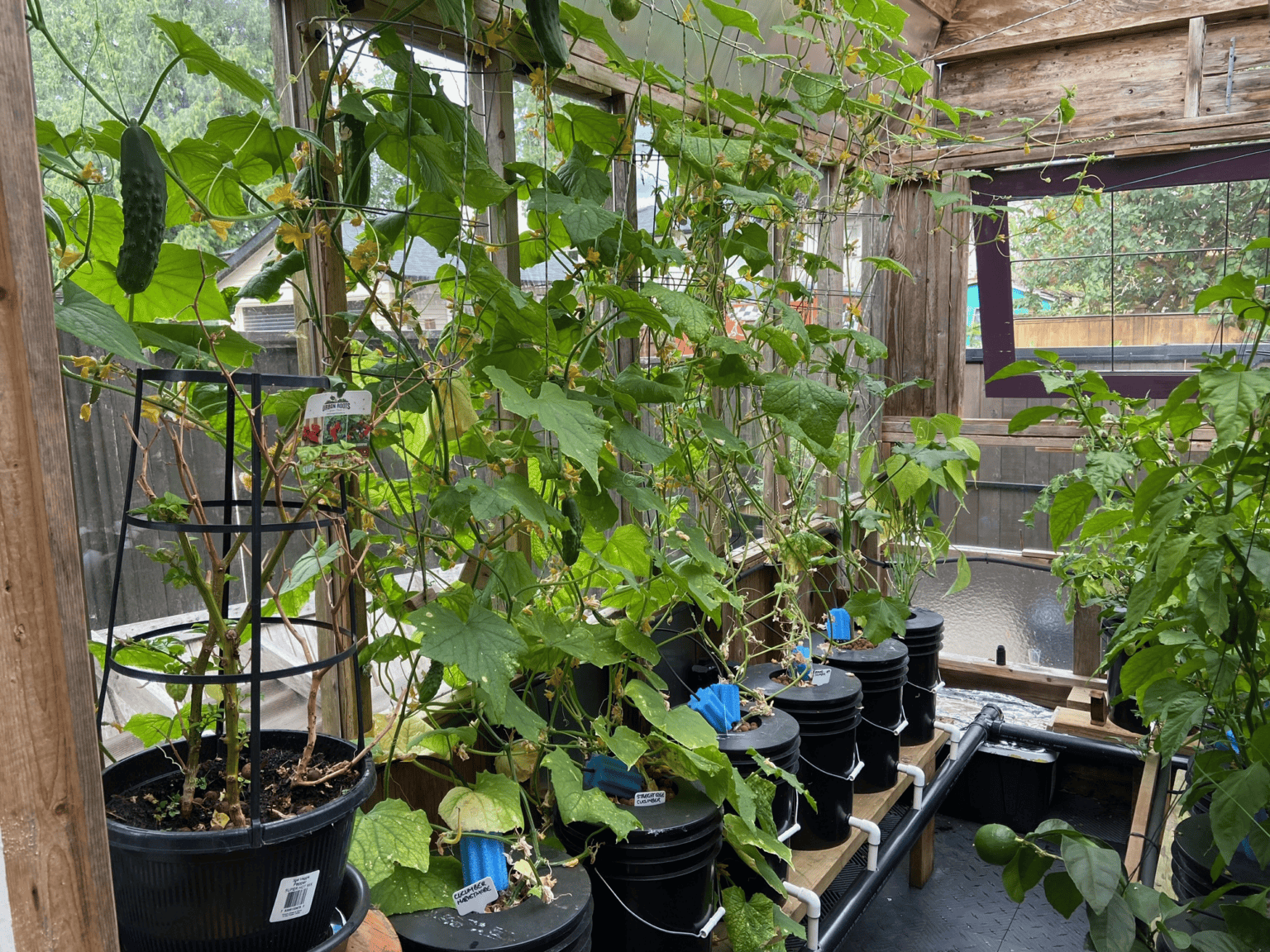 Wick System Hydroponics: A Complete Guide for Beginners