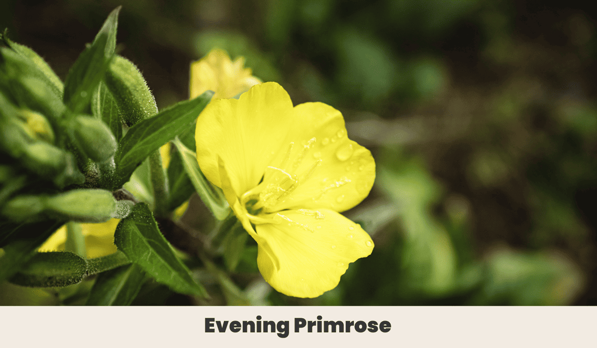 The Hidden Benefits of Night Blooming Flowers In Your Garden