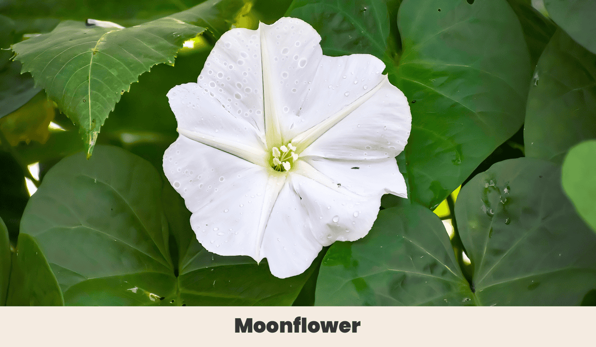 The Hidden Benefits of Night Blooming Flowers In Your Garden