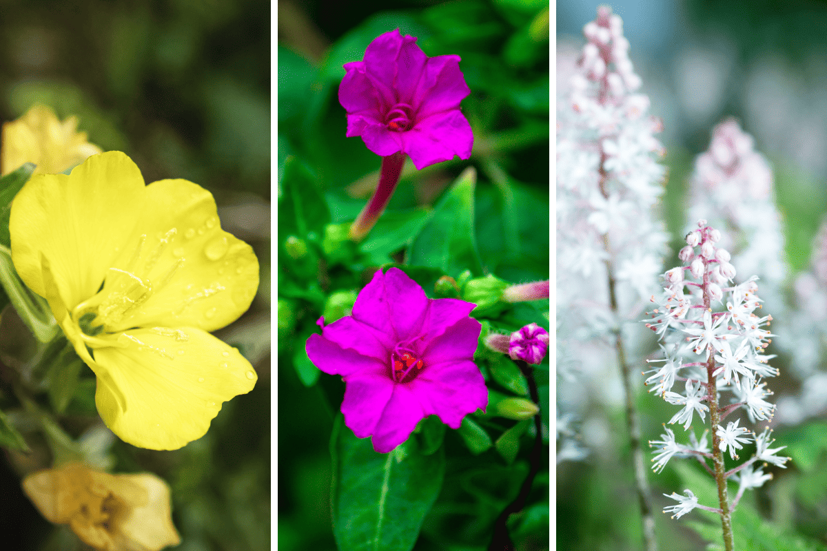 12 Tall Pink Perennials With The Best Flowers in Full Bloom