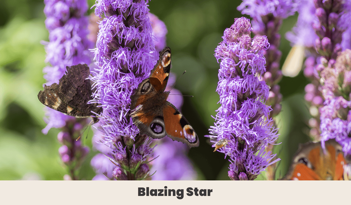 11 Flowers I'm Starting to Grow that Look Like Feathers