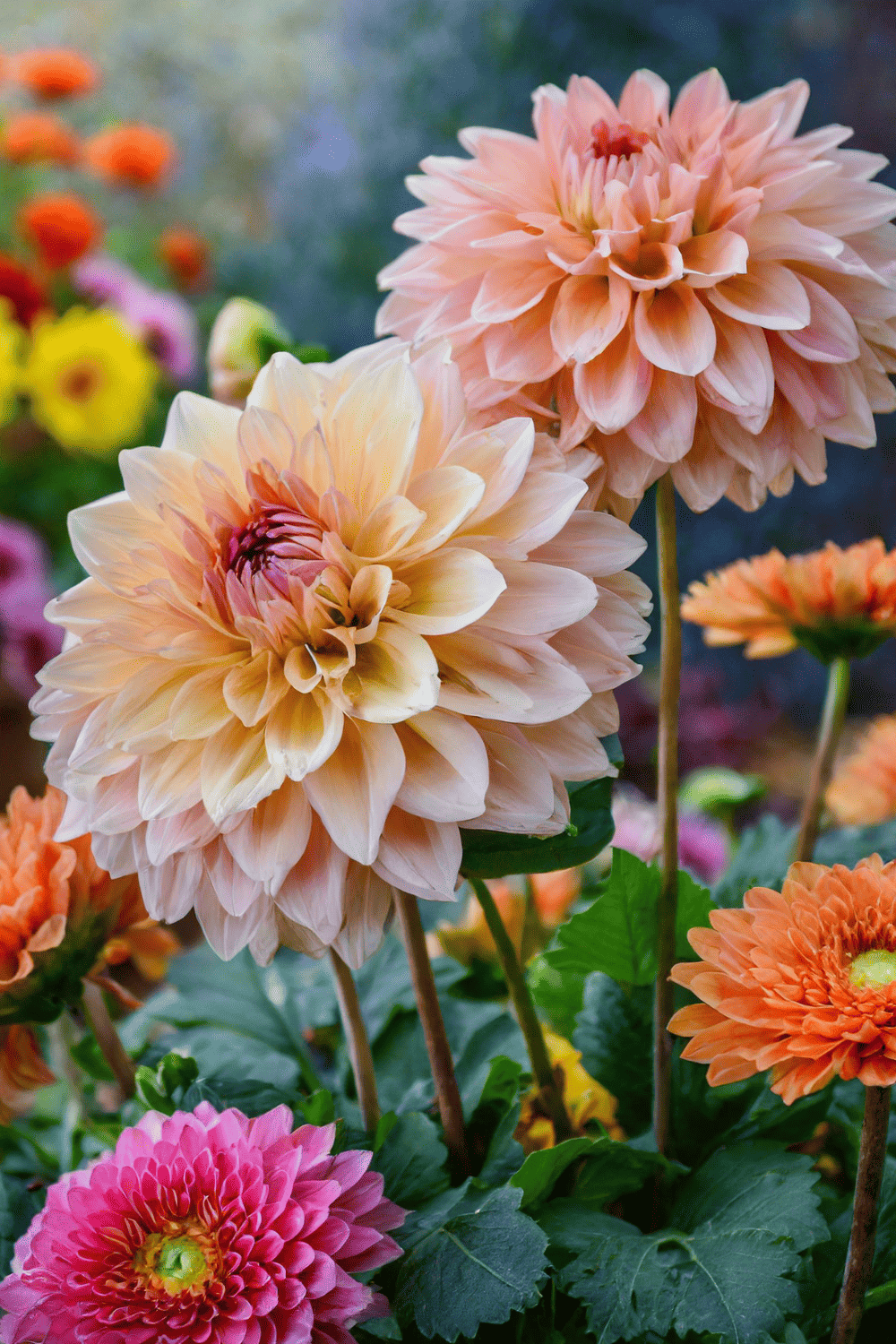 The Diverse World Of Dahlias: Explore These 9 Cultivars
