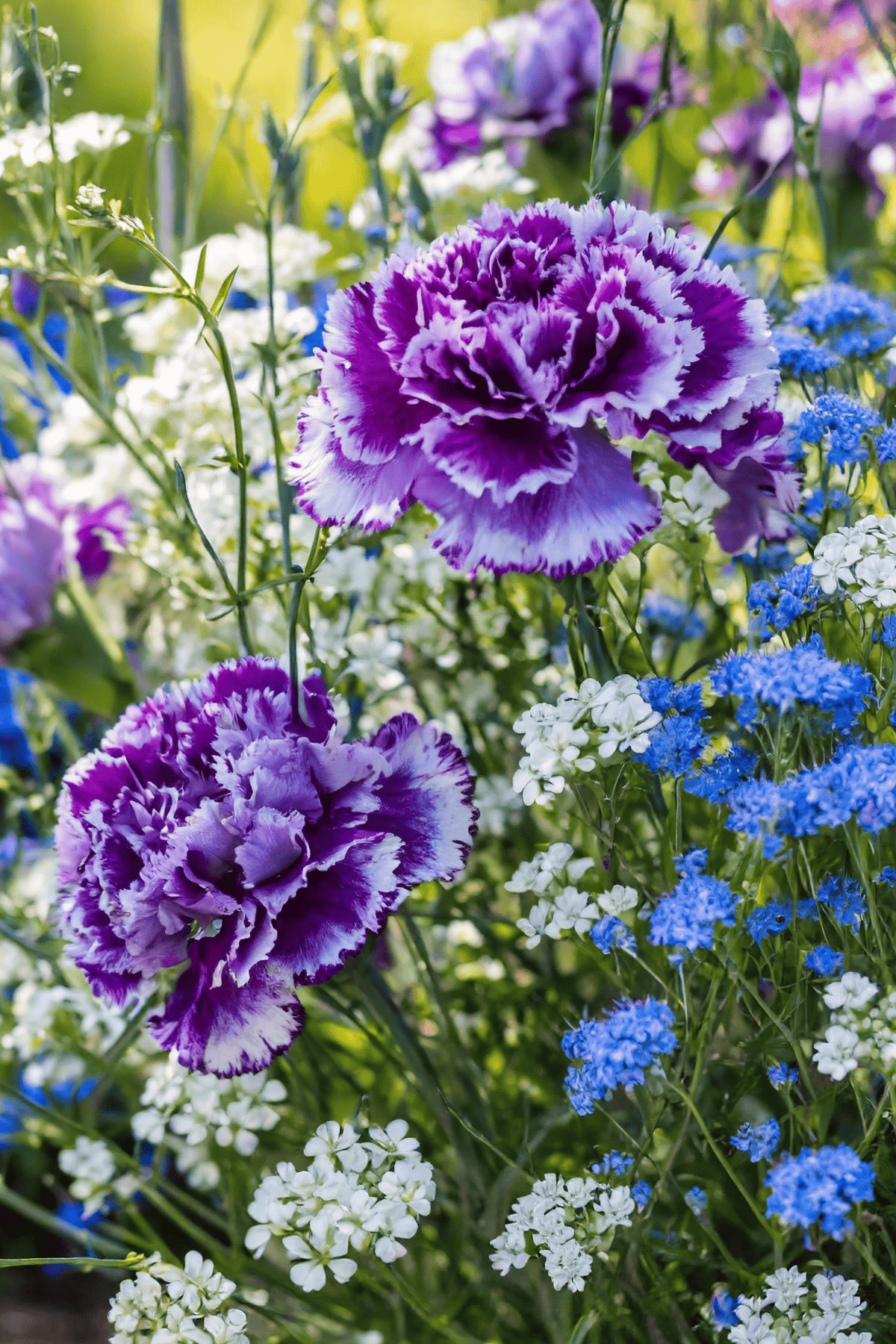 Companion Planting Ideas: Top Flowers to Pair with Carnations! | Bigger ...