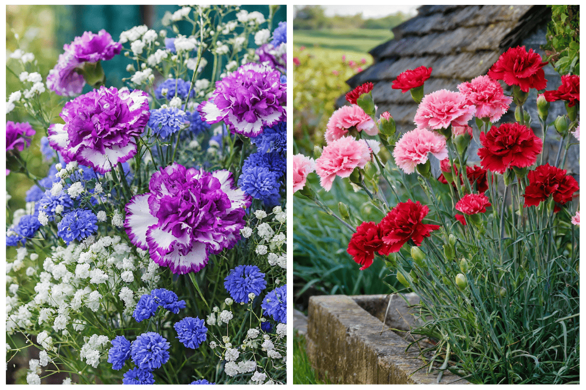Moonbeam Coreopsis: A Gardener's Guide to Growing This Luminescent ...