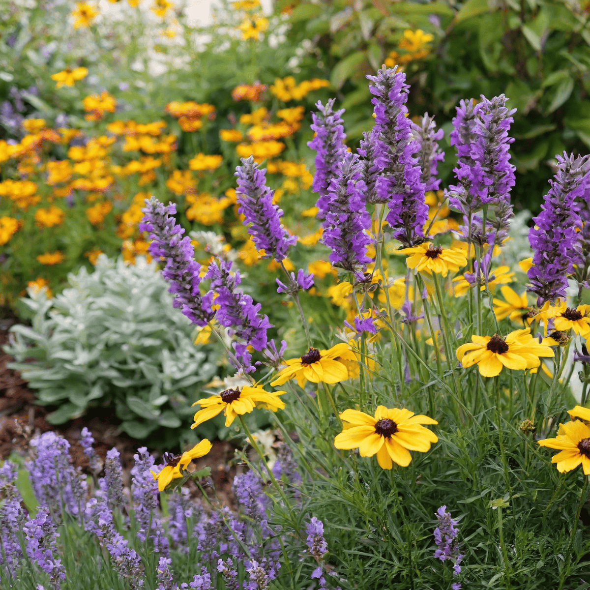 Moonbeam Coreopsis: A Gardener's Guide to Growing This Luminescent ...