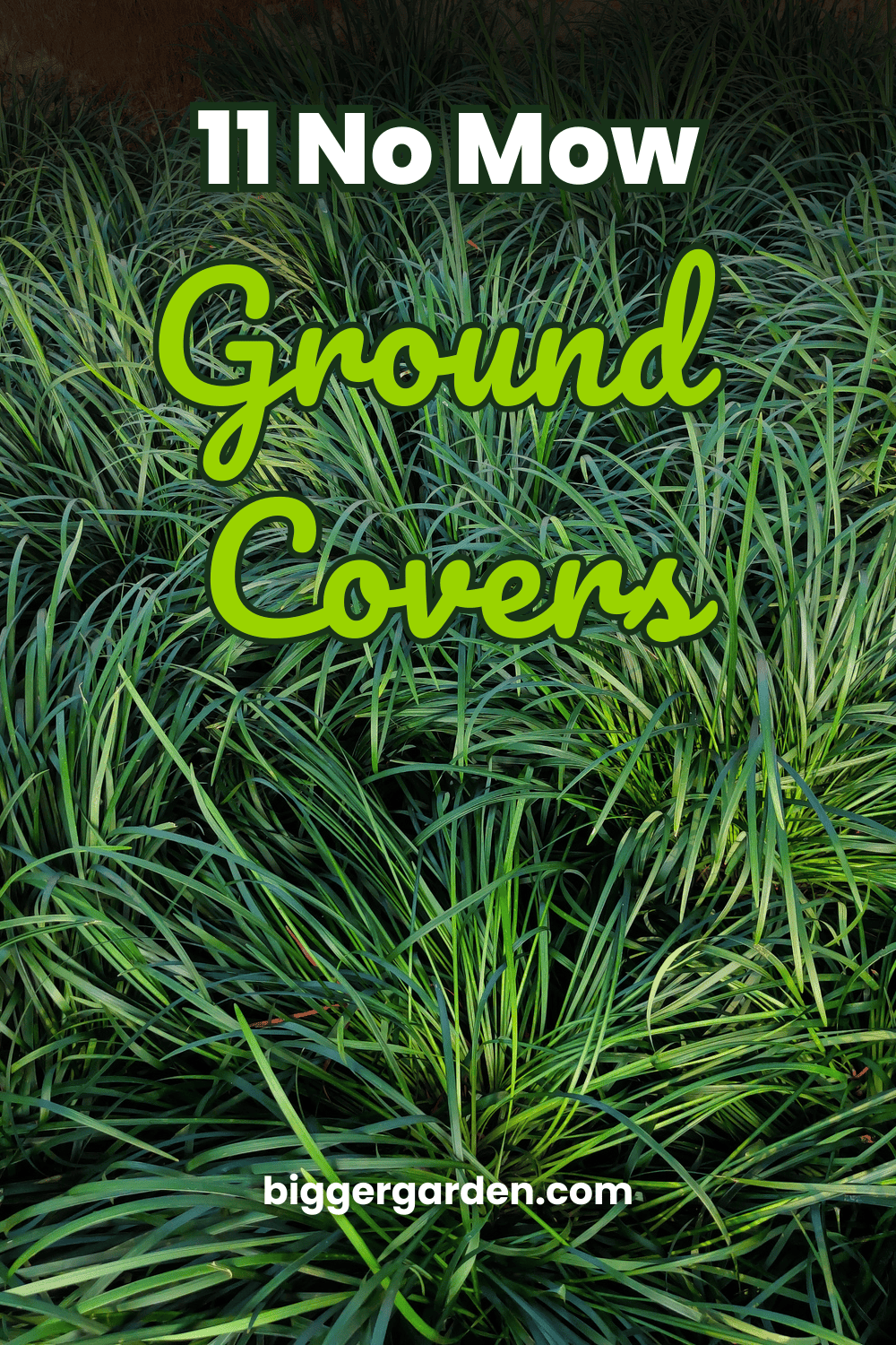 11 No Mow Ground Cover Plants To Replace Your Grass With
