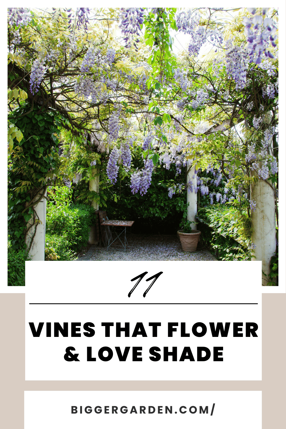 11 Climbing Plants & Flowering Vines That Love Shade