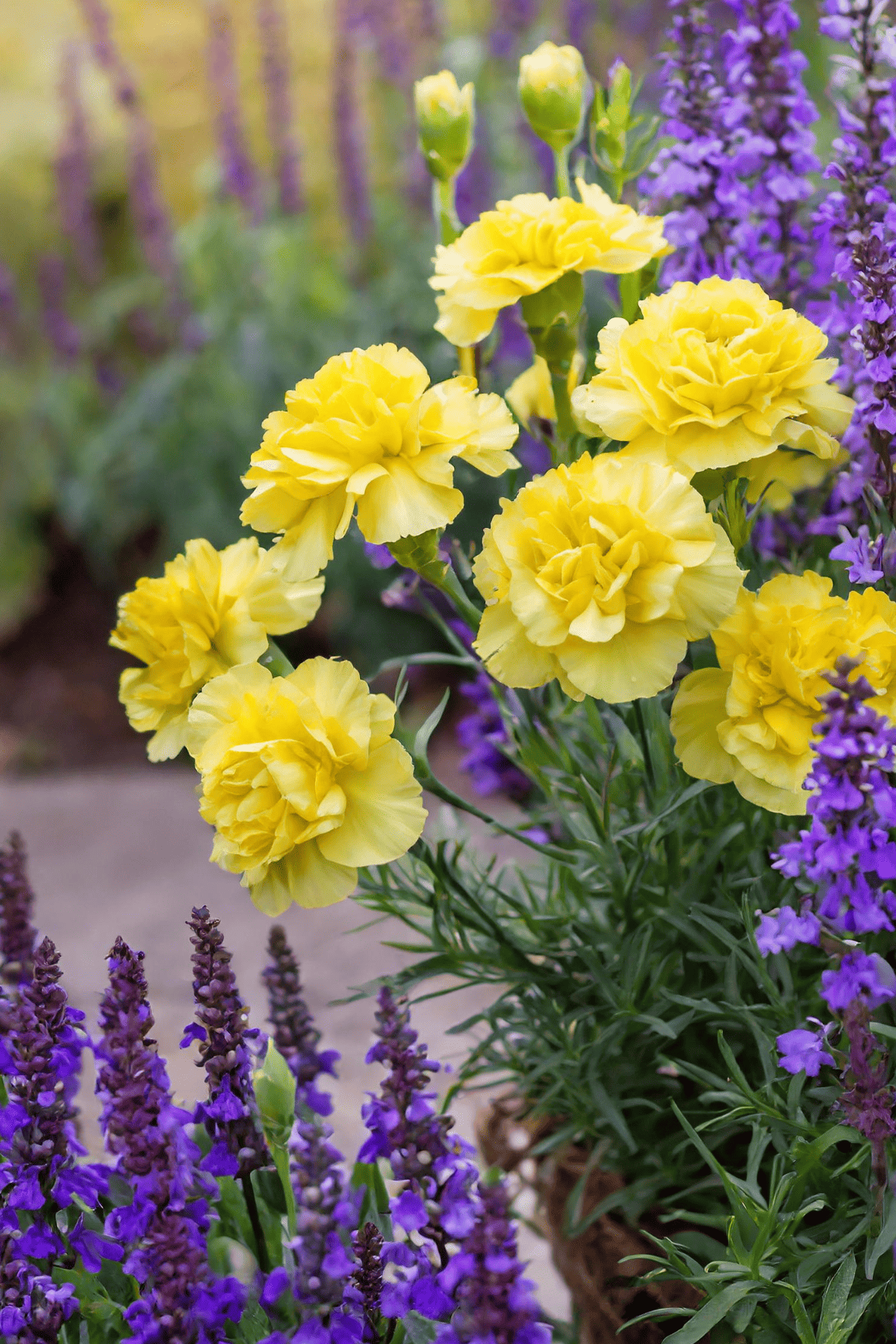 Companion Planting Ideas: Top Flowers to Pair with Carnations! | Bigger ...