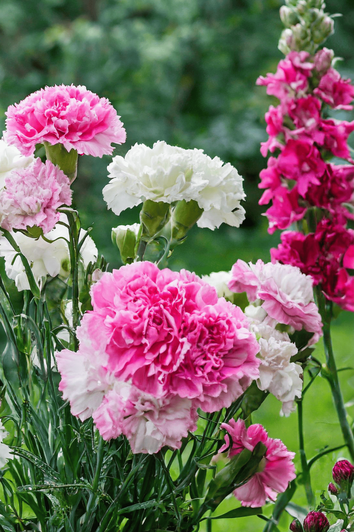 Companion Planting Ideas: Top Flowers to Pair with Carnations! | Bigger ...