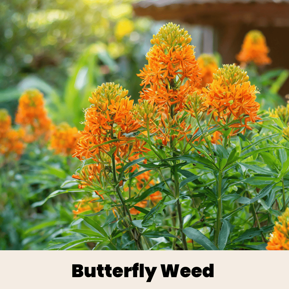 These Perennial Wildflowers Will Create a Pollinator Paradise