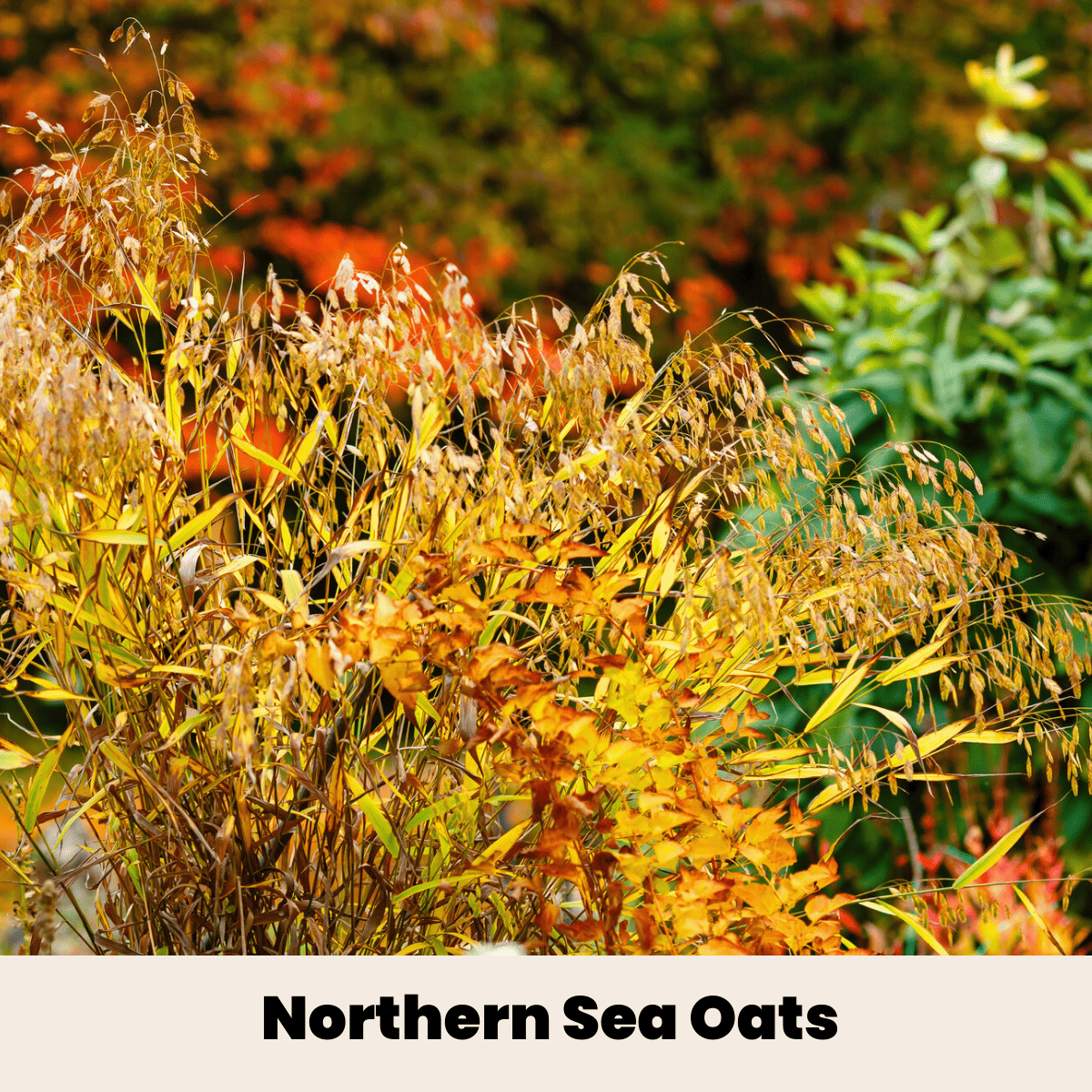 Transform Your Shaded Garden with Ornamental Grasses