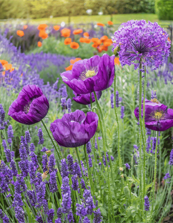 Crafting a Purple Poppy Paradise: 7 Flower Arrangement Ideas for Your ...