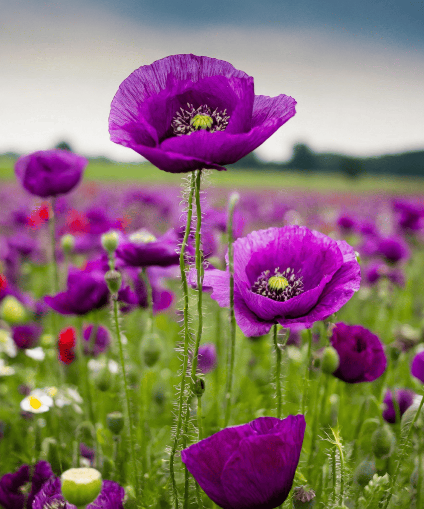 Crafting a Purple Poppy Paradise: 7 Flower Arrangement Ideas for Your ...