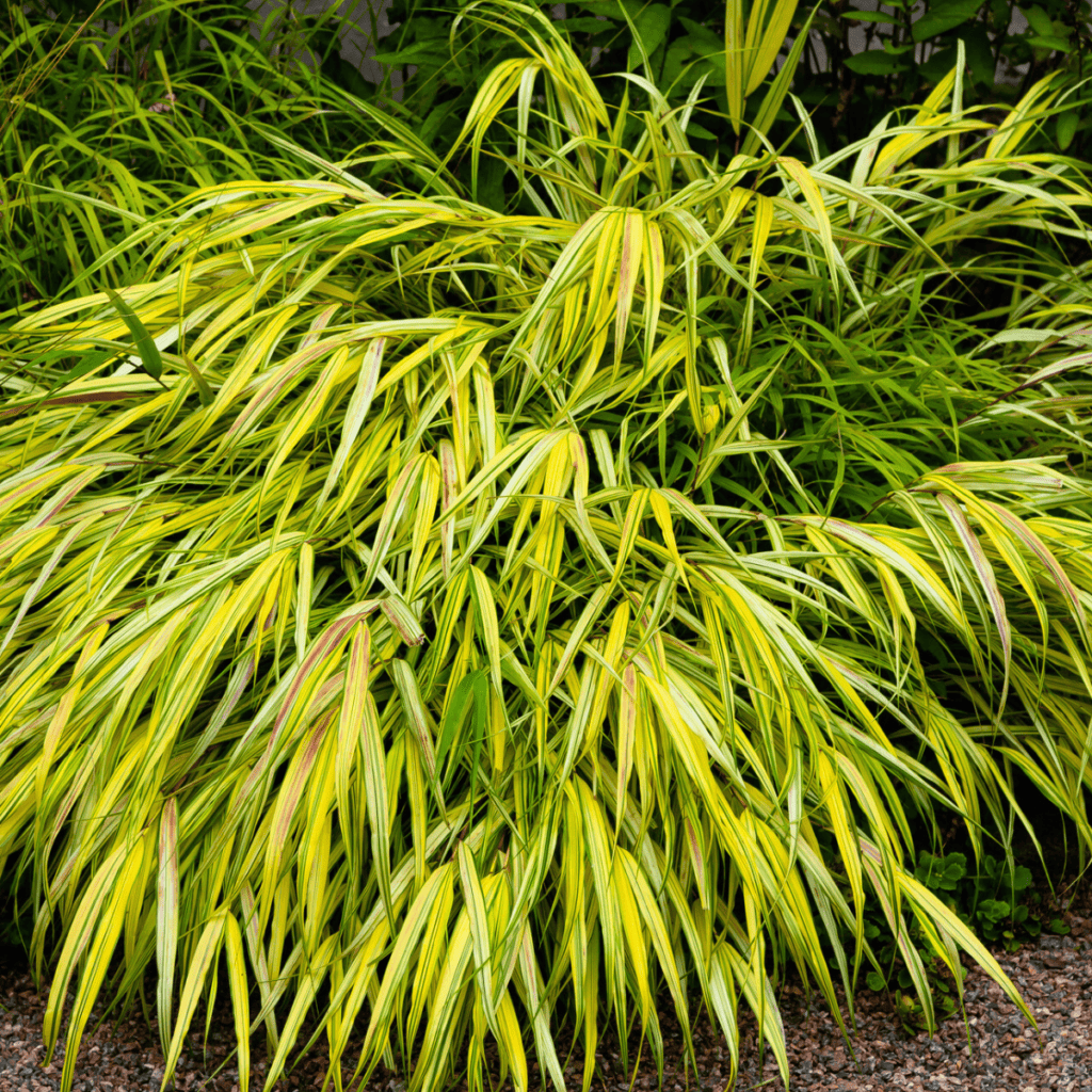 Transform Your Shaded Garden with Ornamental Grasses