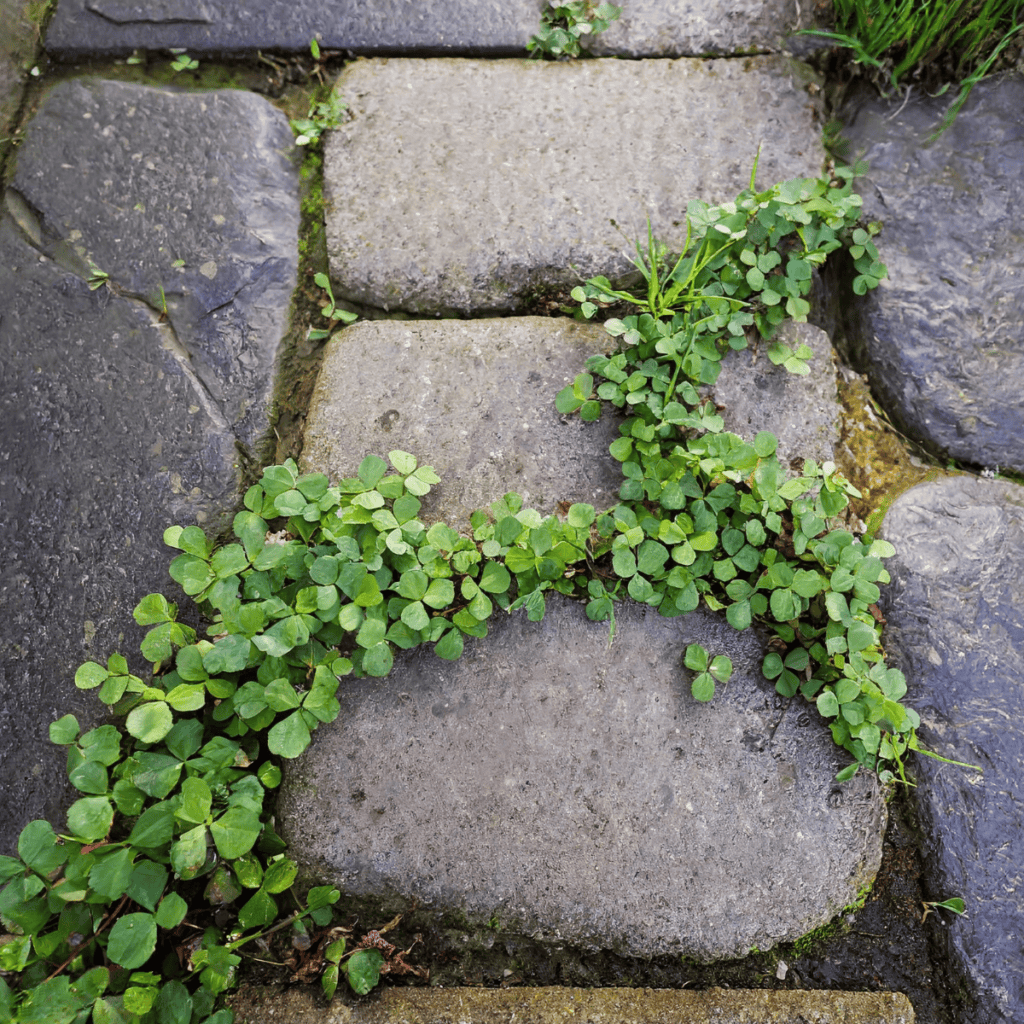 The Pros and Cons of Growing Micro Clover Lawns