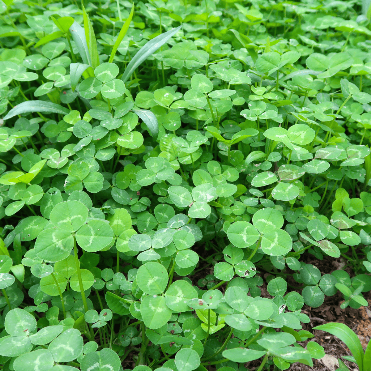 The Pros and Cons of Growing Micro Clover Lawns