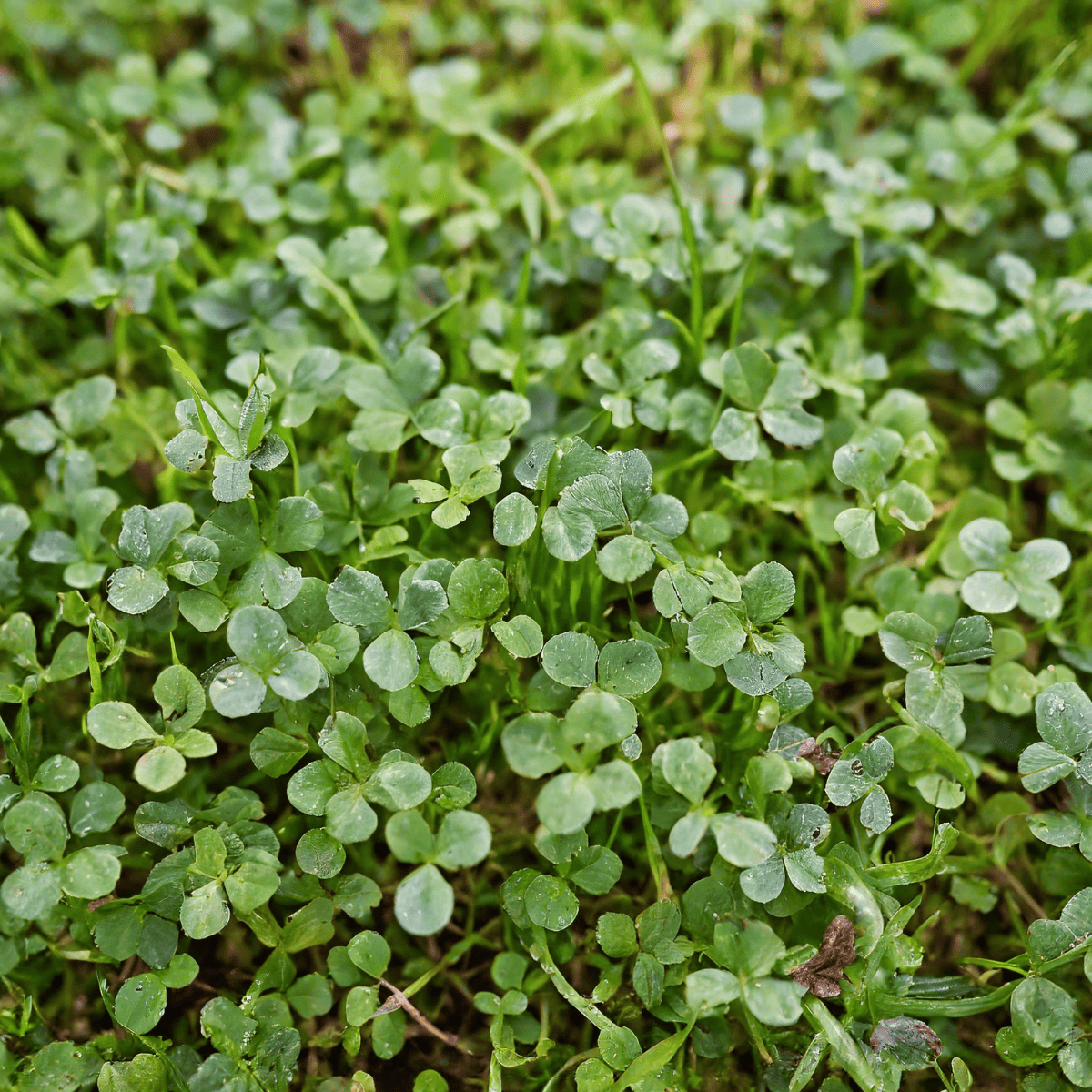 The Pros and Cons of Growing Micro Clover Lawns