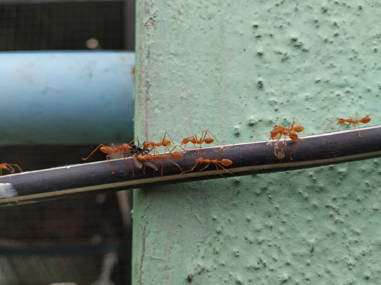 Stop Overspending on Ant Traps—Make Your Own for 2 Cents! | Bigger Garden