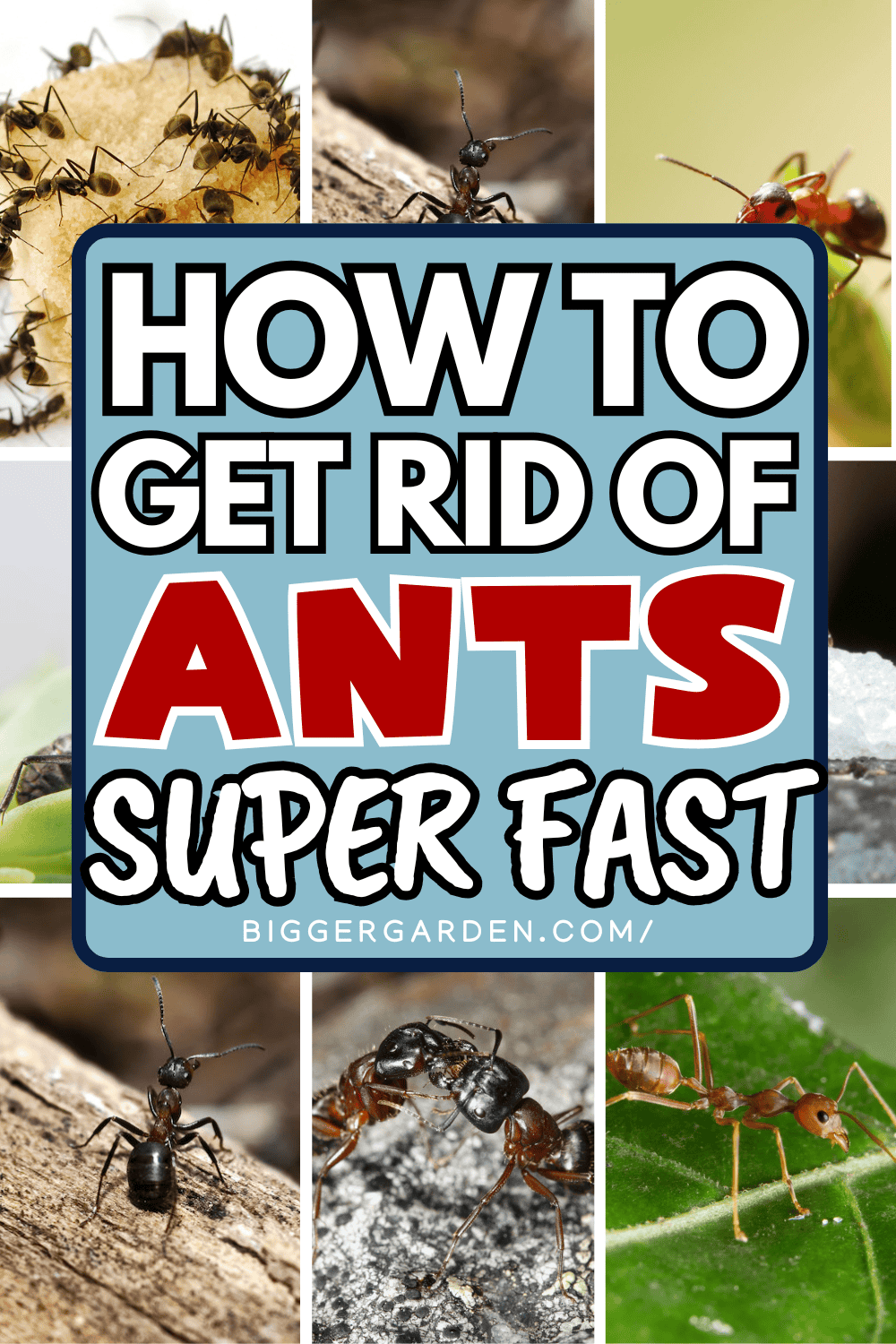 Stop Overspending on Ant Traps—Make Your Own for 2 Cents! | Bigger Garden