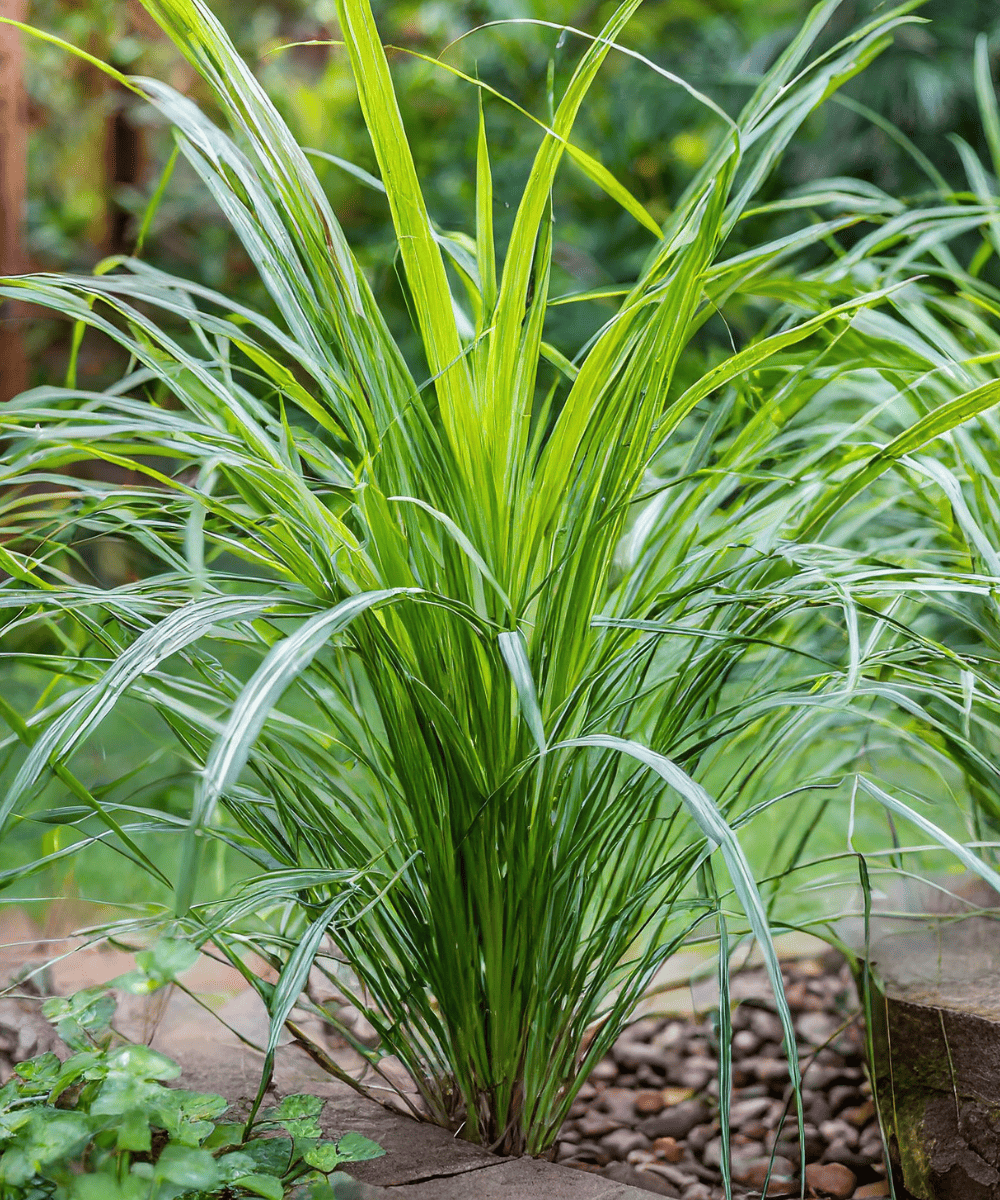 12 Best Plants to Keep Mosquitoes Out of Your Yard This Summer | Bigger ...