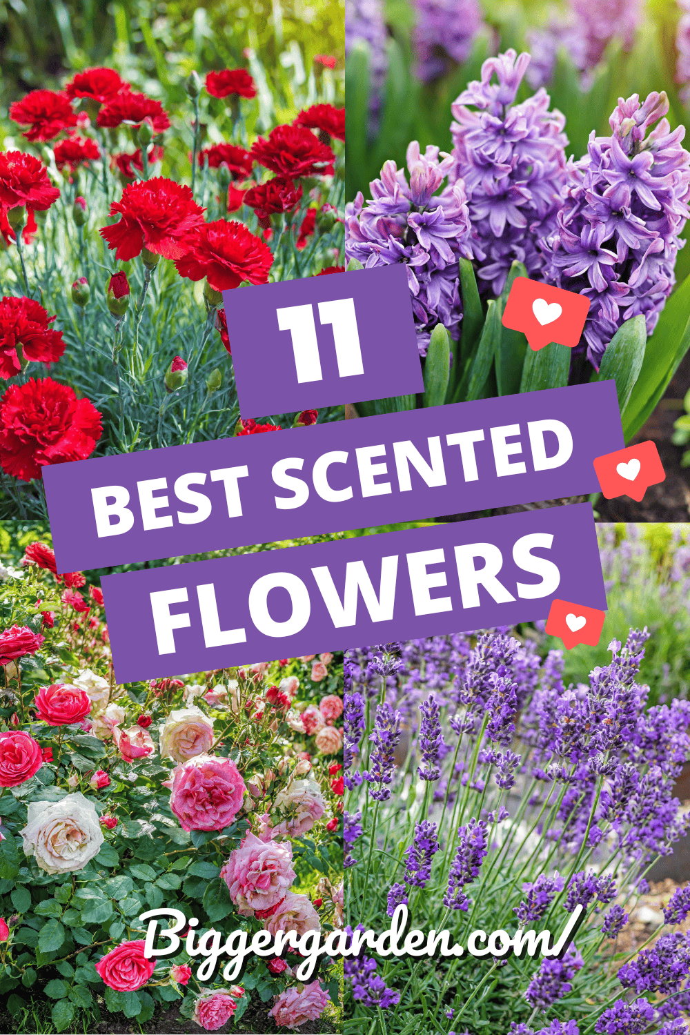 11 Best Fragrant Flowers for Your Garden | Bigger Garden