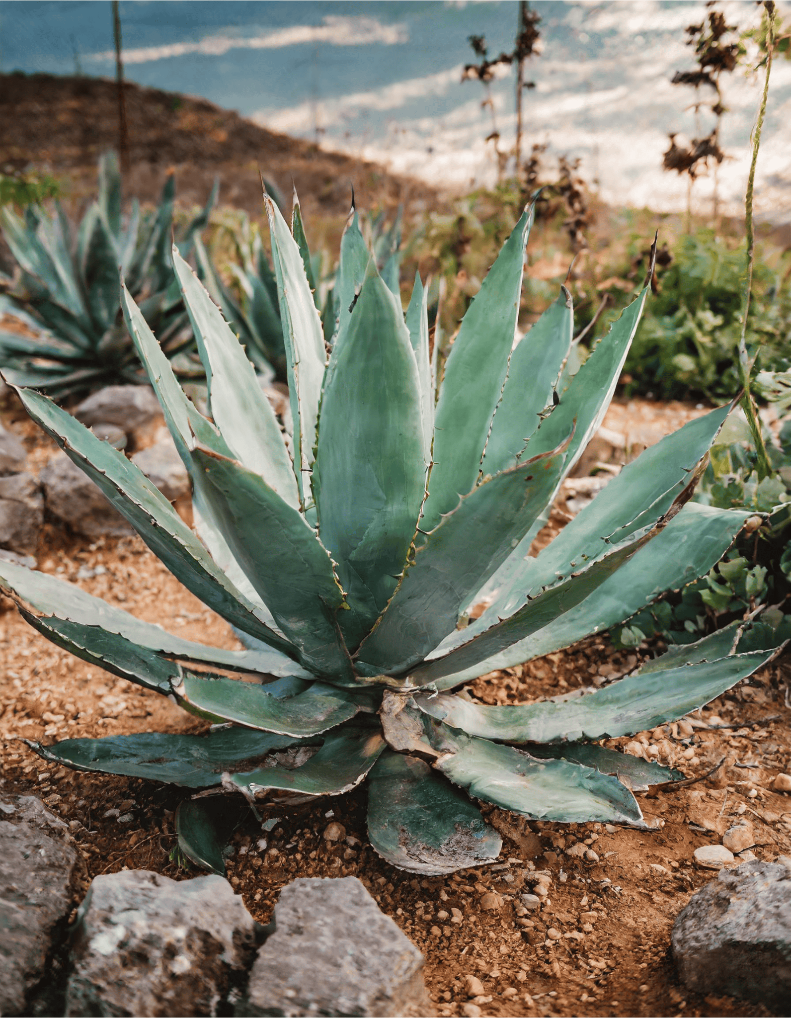 Stop Watering These Plants! 11 Flowers That Prefer Dry Soil | Bigger Garden