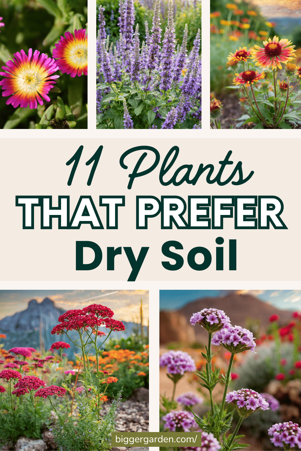 Stop Watering These Plants! 11 Flowers That Prefer Dry Soil | Bigger Garden