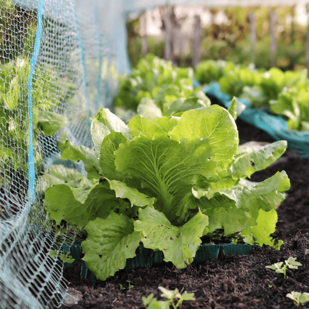 6 Ways to Stop Your Garden from Being Eaten By Rabbits | Bigger Garden
