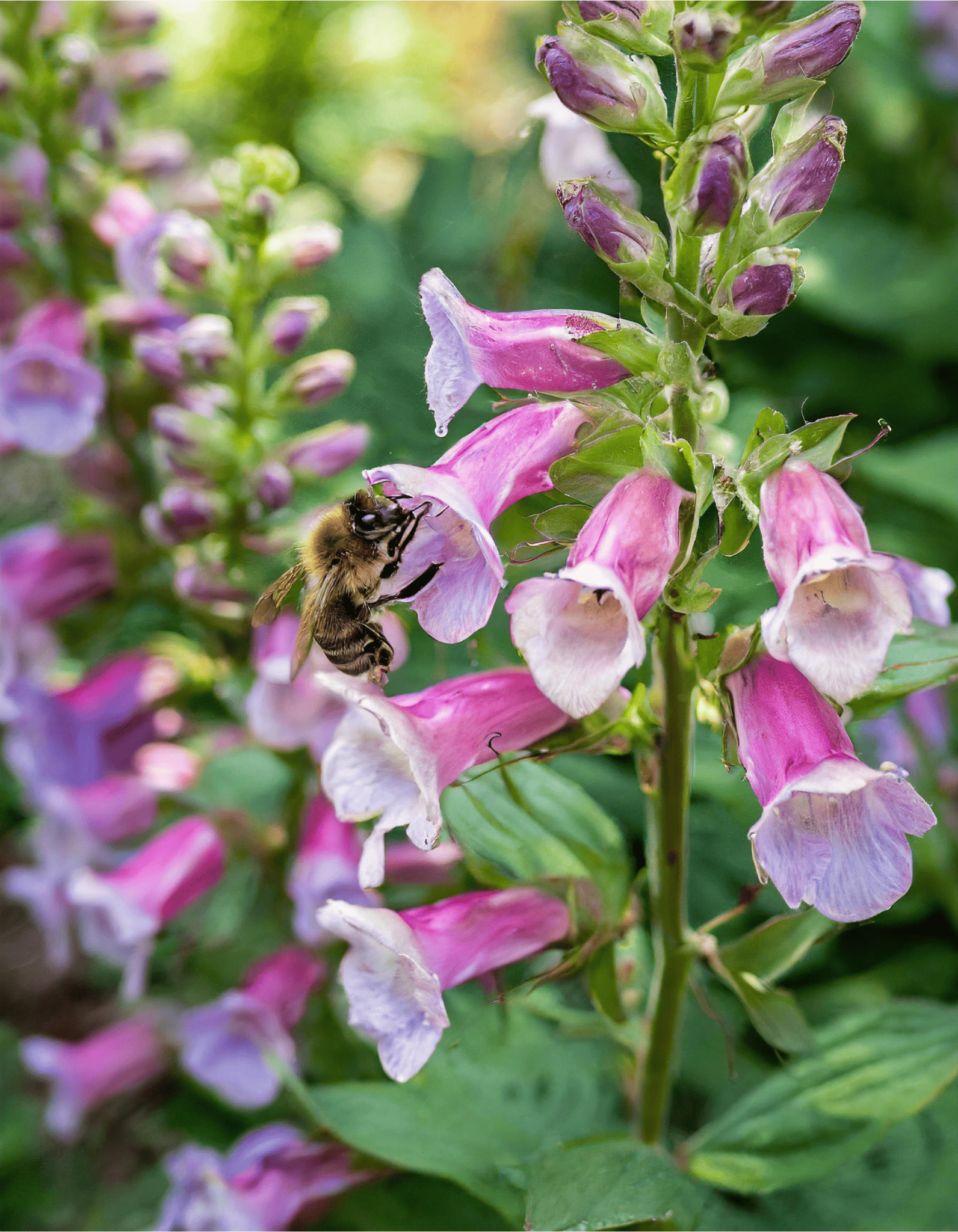 9 Drought-Tolerant Flowers Bees Love | Bigger Garden