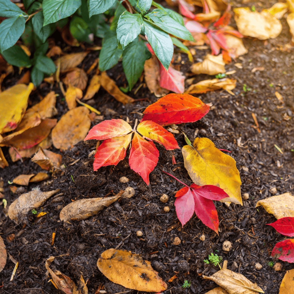 The Kratky method: A Passive Hydroponic way to grow indoors