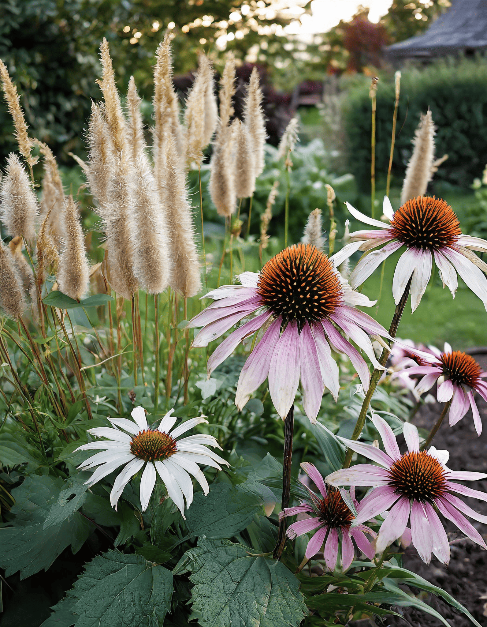 11 Creative Echinacea Flower Arrangement Ideas for Every Style and ...