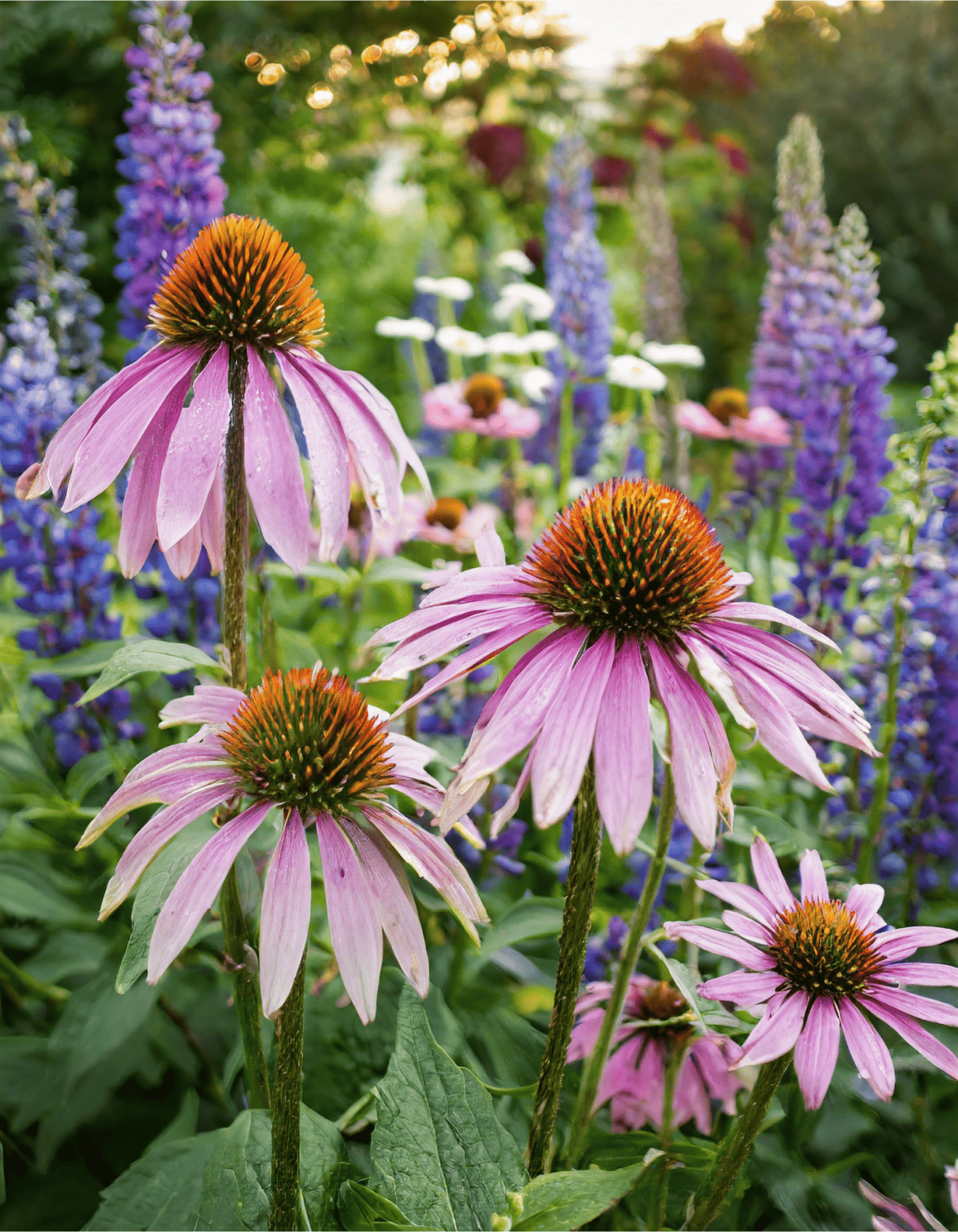 11 Creative Echinacea Flower Arrangement Ideas for Every Style and ...