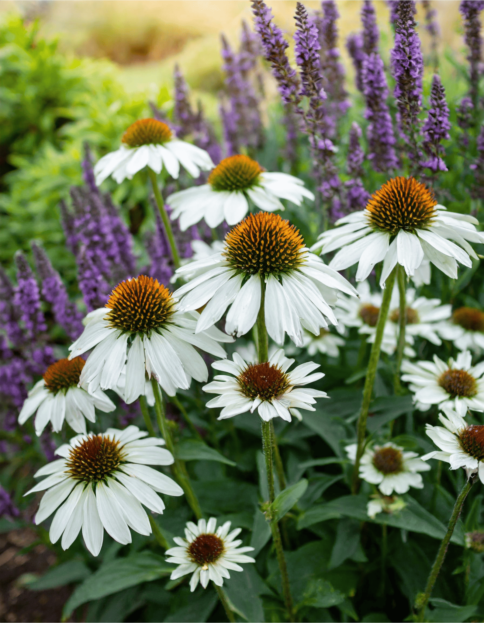 11 Creative Echinacea Flower Arrangement Ideas for Every Style and ...