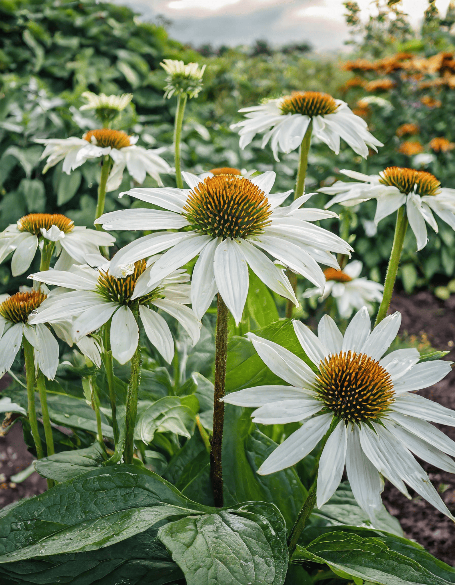 11 Creative Echinacea Flower Arrangement Ideas for Every Style and ...