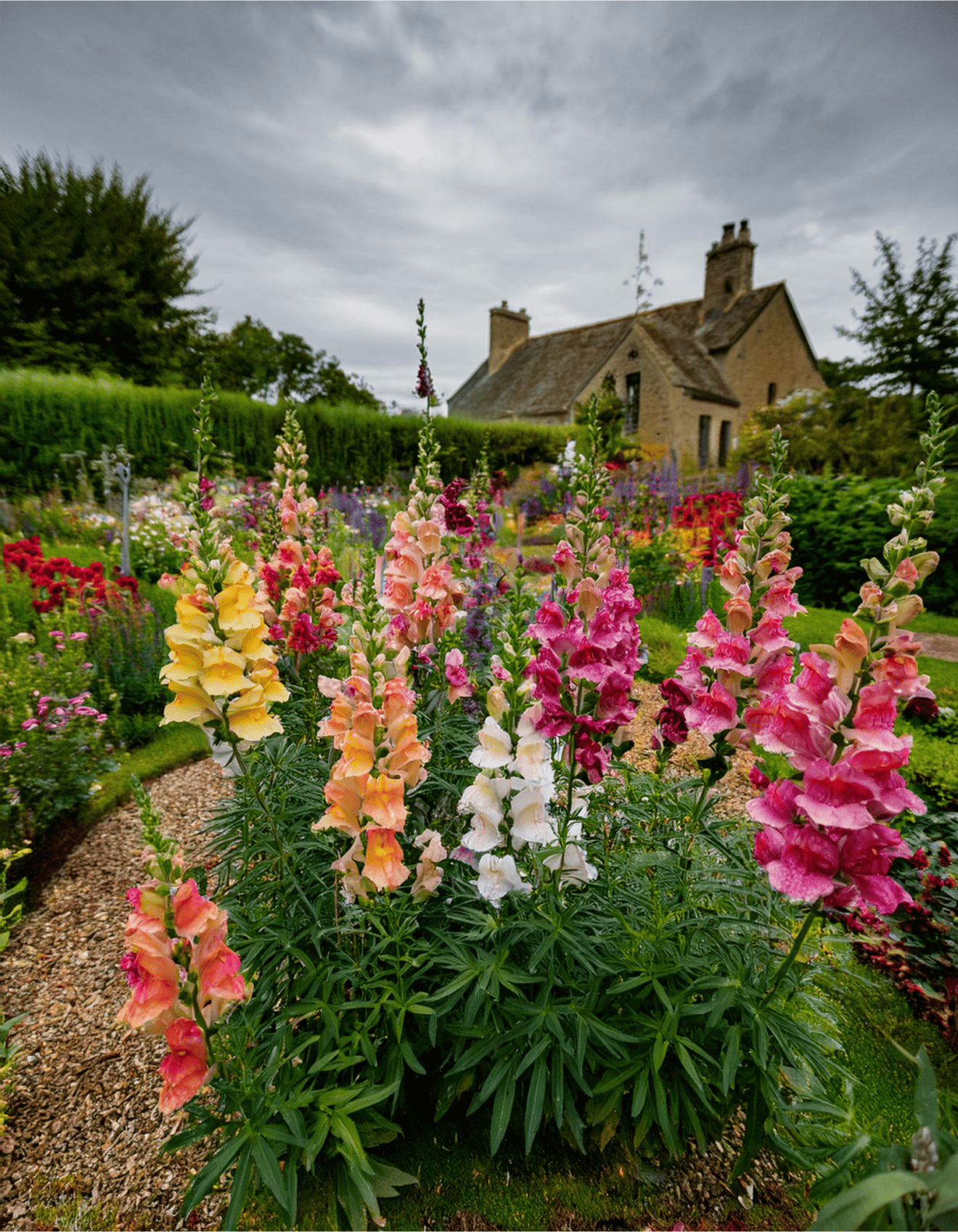 9 Simple Steps to Grow and Care for Snapdragon Flowers for Cut Flower ...