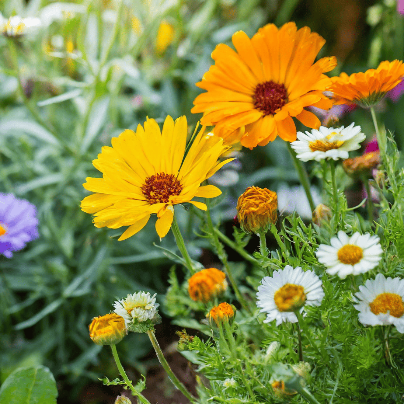 Companion Planting Ideas: Top Flowers to Pair with Carnations! | Bigger ...